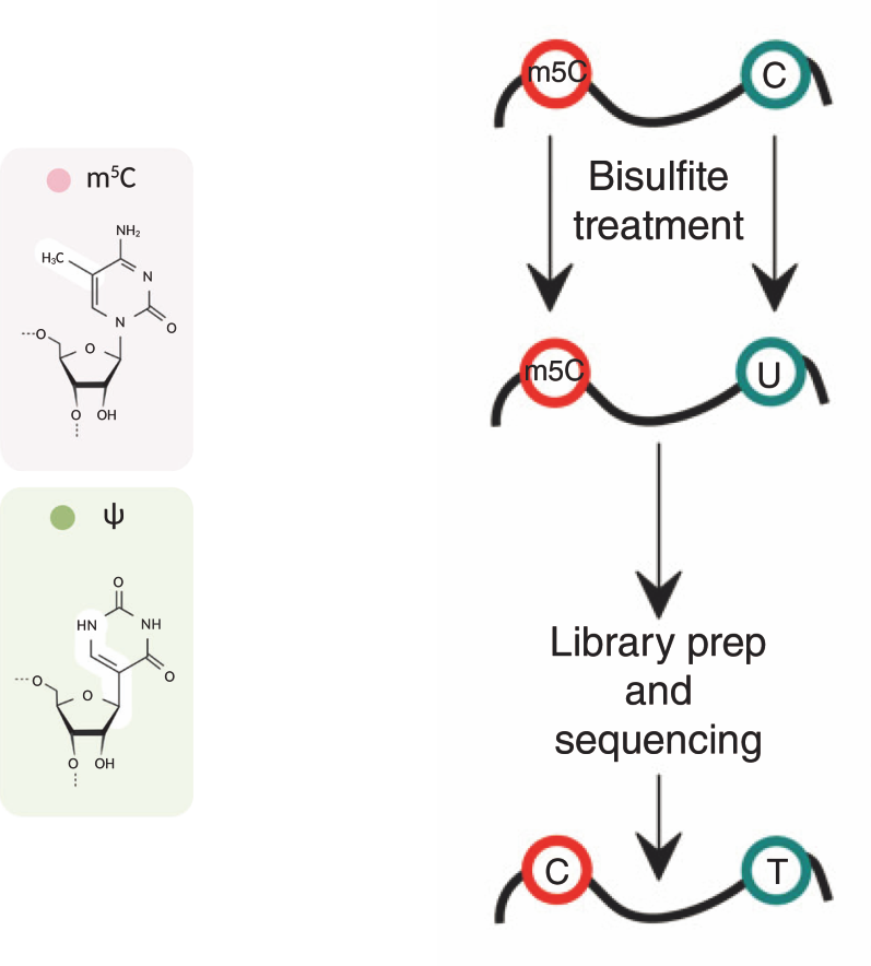 title - 上海嘉因生物